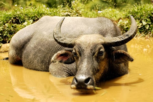 The Jungle Store: Water Buffalo Bone Usage