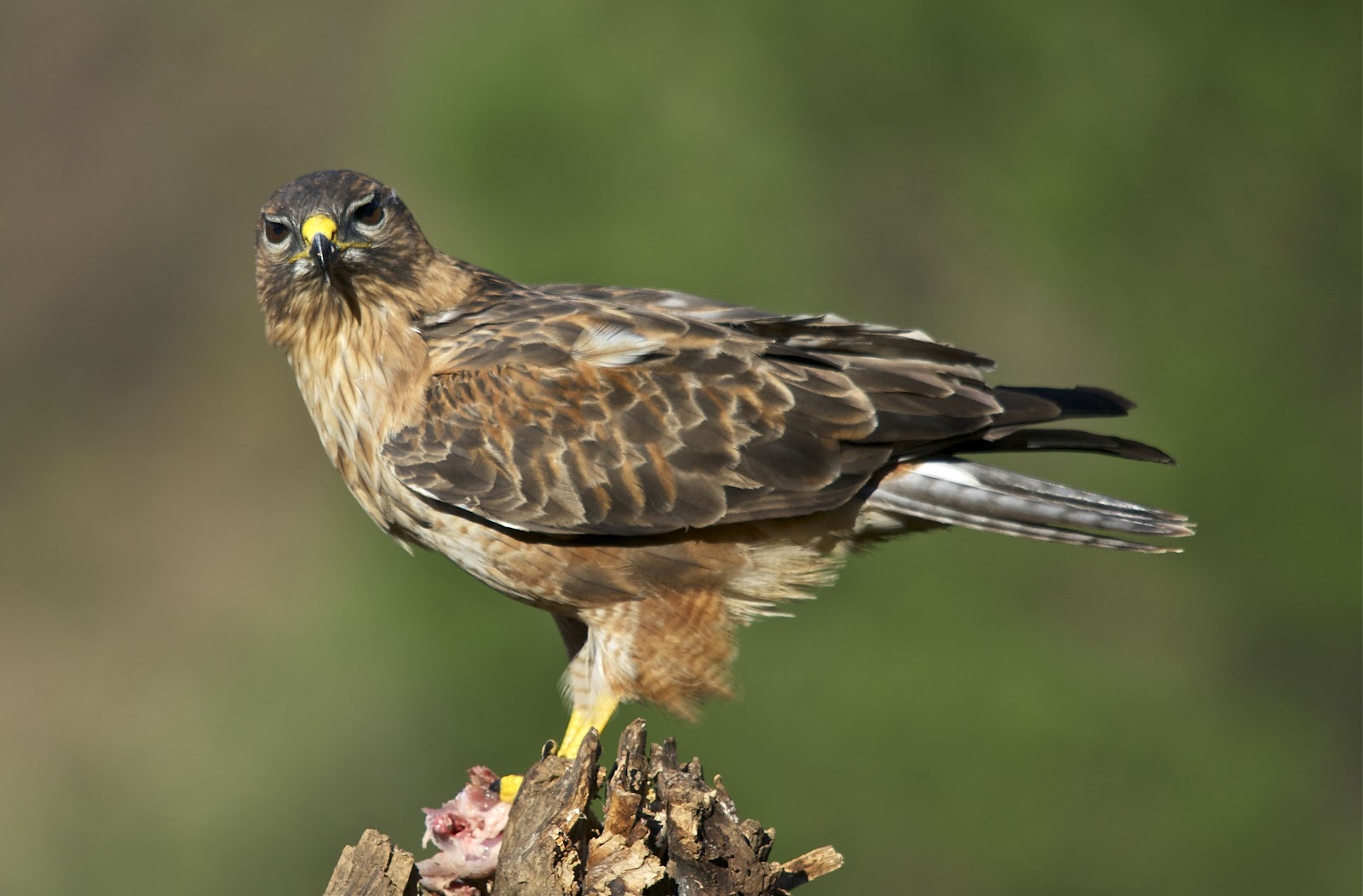 DESDE MI OBJETIVO: BUSARDO MORO (Buteo rufinus)