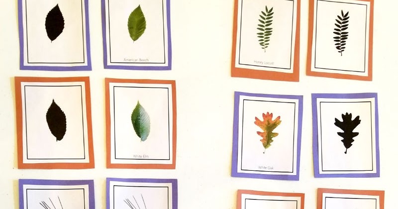 {FREE} Preschool Leaves Shadow Matching | Preschool Powol Packets