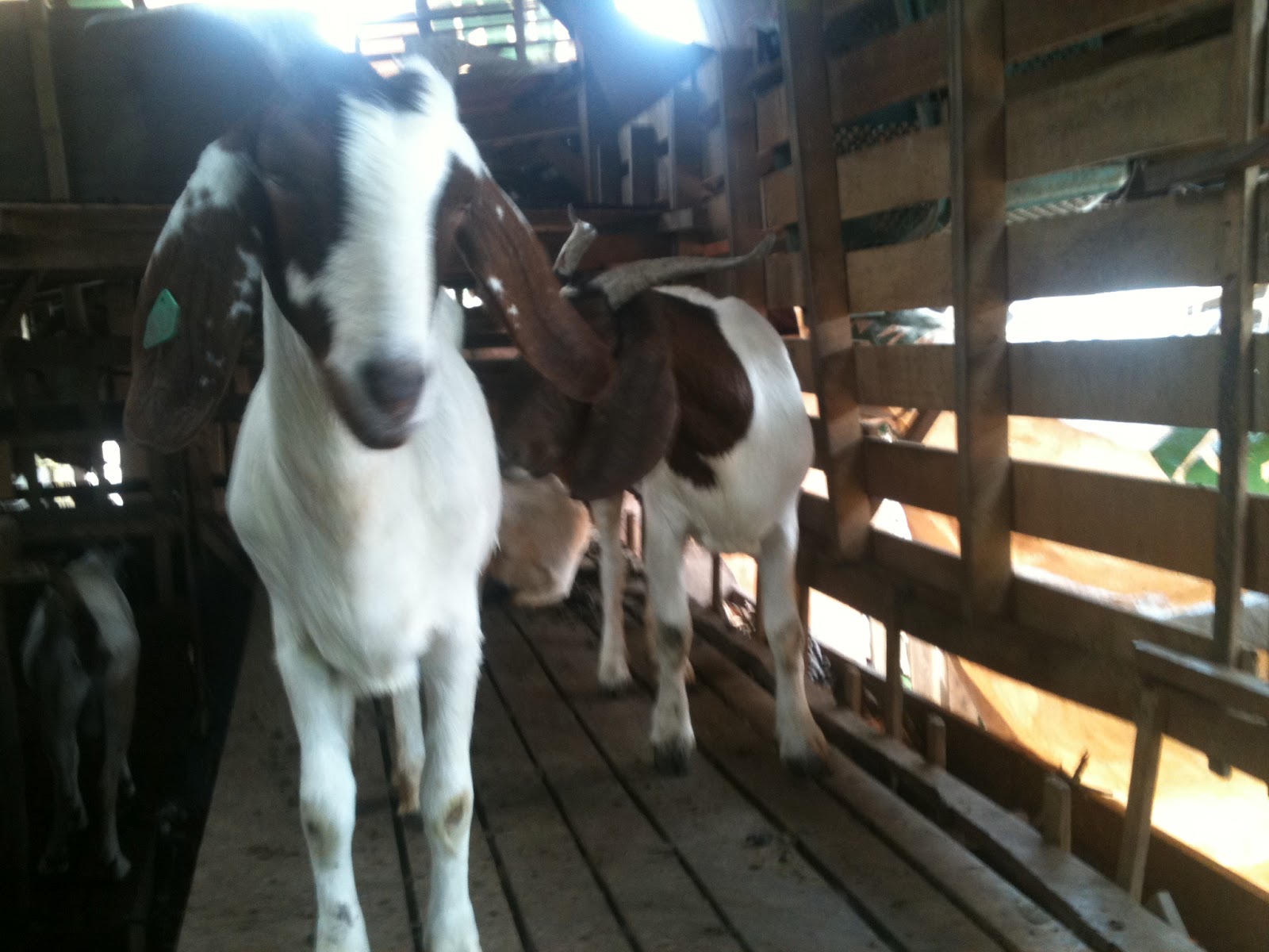 Goodie and Cheapie: Kambing / Goat For Sale Native, Boer and Anglo ...