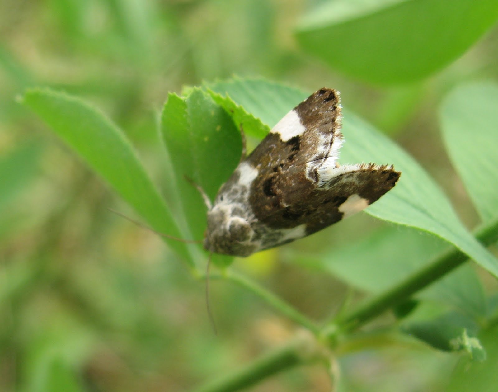 Martin's Moths: High time we saw a moth