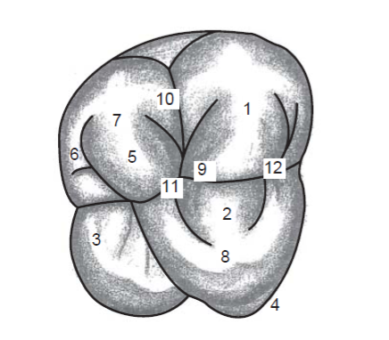 CARACTERÍSTICAS GENERALES DE LOS DIENTES: 2018