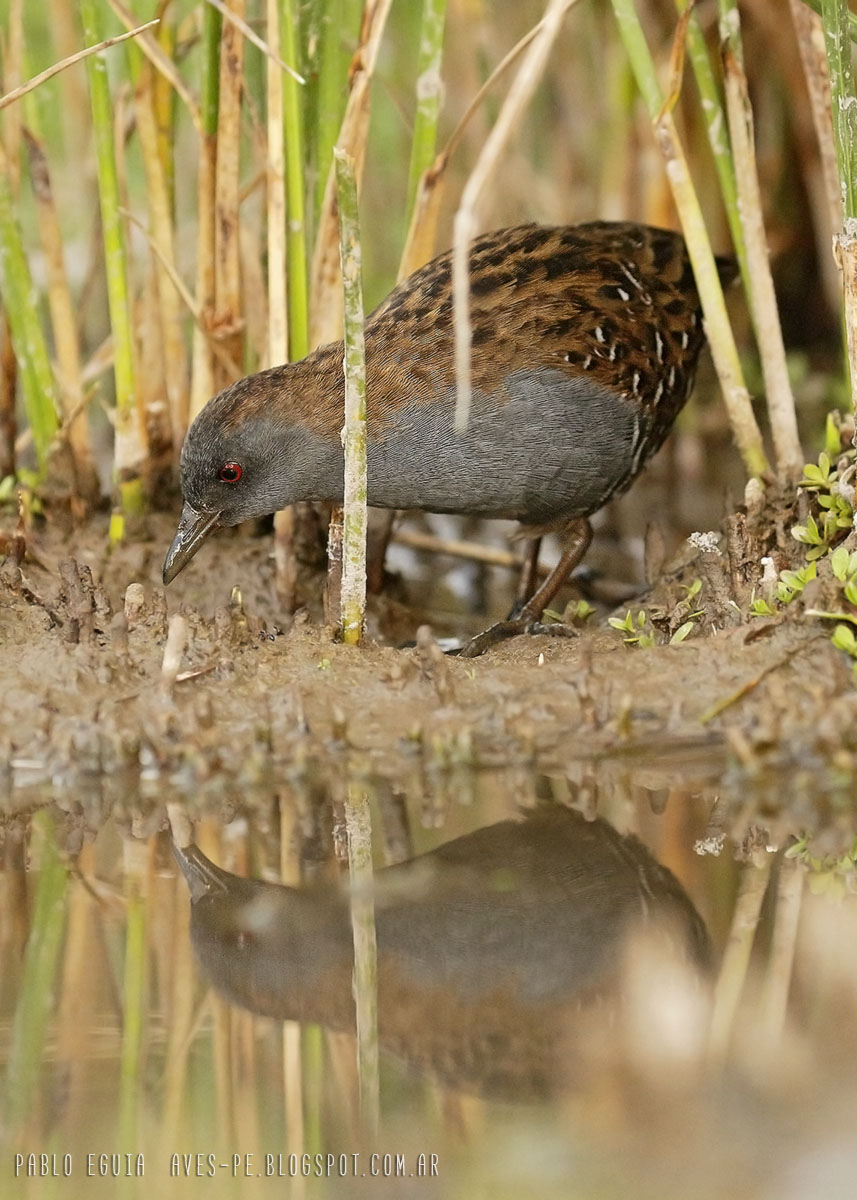 mis fotos de aves: Porzana spiloptera Burrito Negruzco Dot-winged Crake