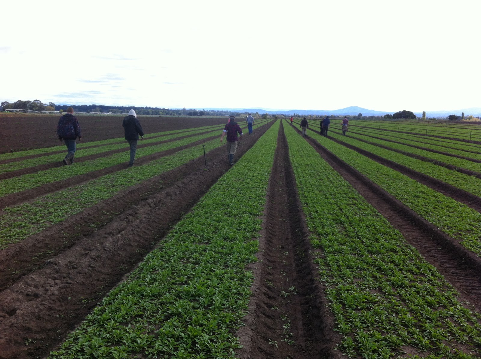 Our Great Australian Adventure...: Welcome to Victoria!...and Salad Farming