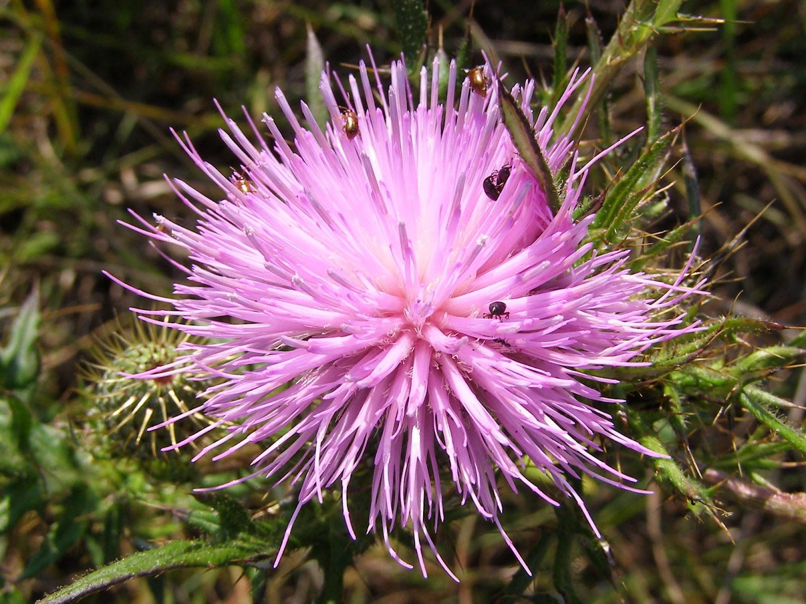 Blue Jay Barrens: Short Field Thistle