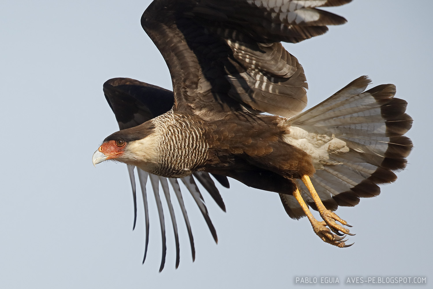 mis fotos de aves: Caracara plancus Carancho Southern Caracara