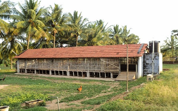 Goat Production System: Choosing Your Production Sytem