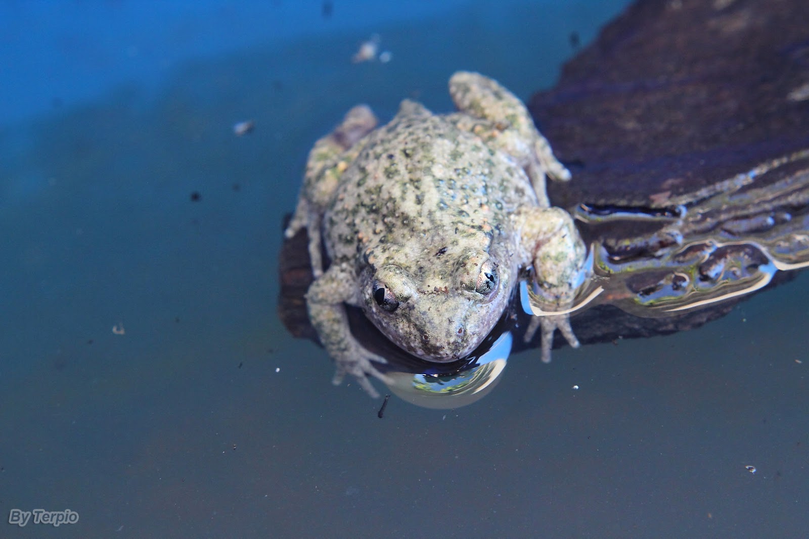 Viajes, Salidas, Naturaleza, (Fotografía).: Sapo Partero Común (Alytes ...