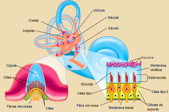 APRENDE y DISFRUTA con las CIENCIAS NATURALES: Los sentidos II: EL OÍDO ...