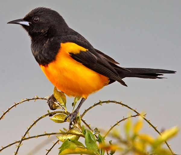 Bellas Aves de El Salvador: Icterus wagleri (chiltota de cabeza negra ...