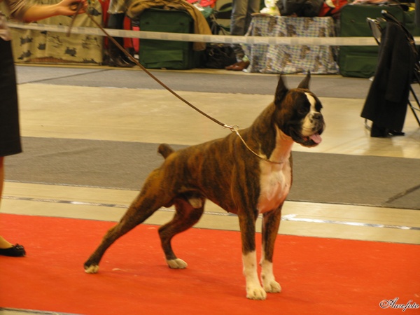 VOKIEČIŲ BOKSERIS (Deutscher Boxer) ..........: Nuotraukos