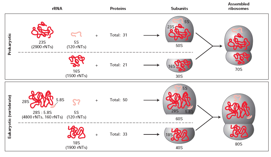 About Molecular Biology : Ribozom