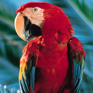 Parrot Confidential documentary (Nature) on PBS Wed, Nov 13 ...