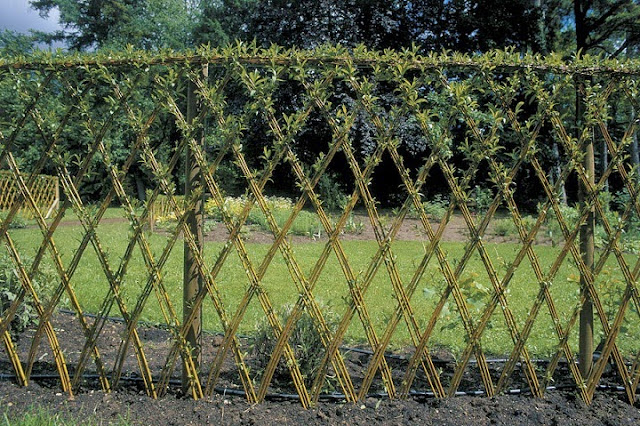 Atelier Penelopy: Żywopłoty -zawróciły mi w głowie