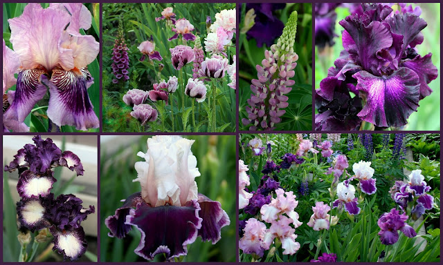 World of Irises: "Talking Irises" TALL BEARDED IRISES: COMPANION PLANTS ...