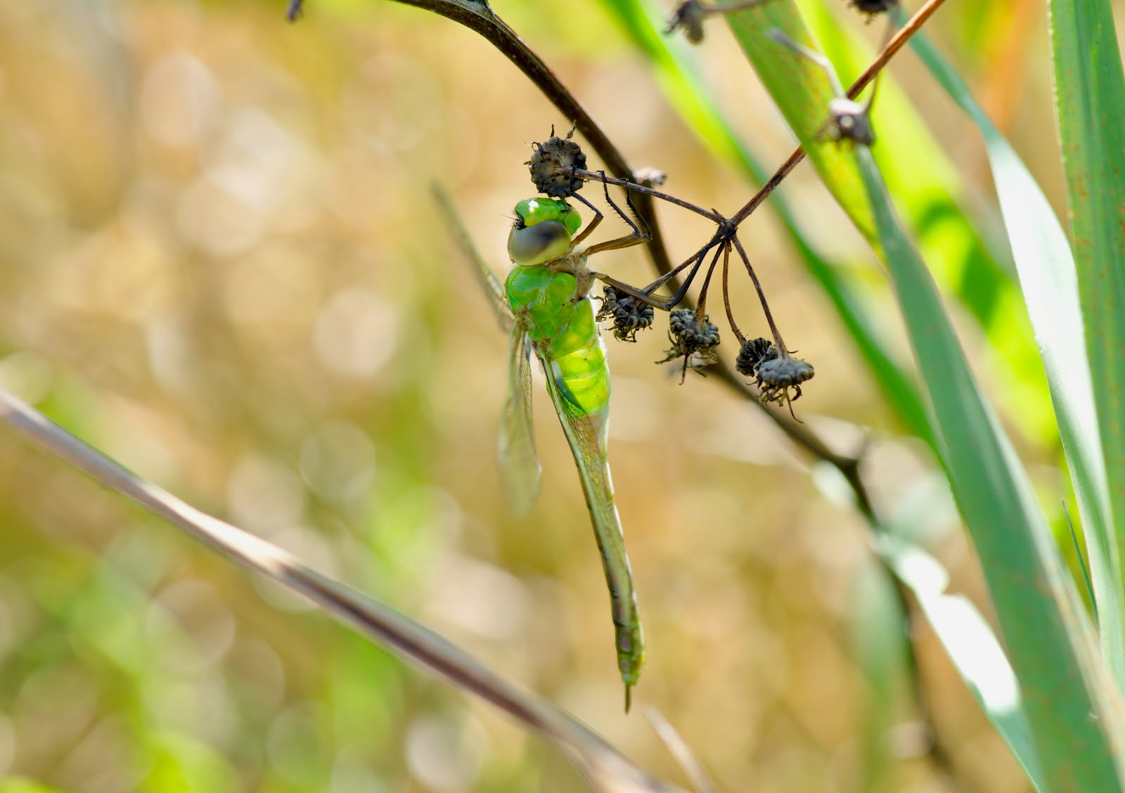 The Dragonfly Whisperer: Species Spotlight: Common Green Darner