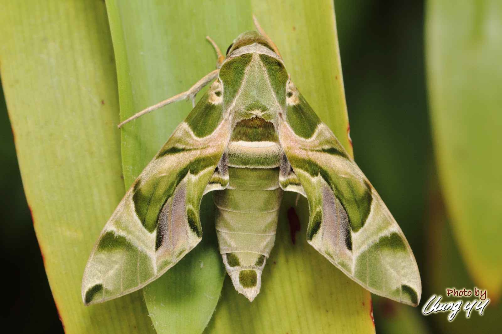 cyy4993: Hawk Moth [Sphingidae] Daphnis Nerii (Linnaeus, 1758) 夹竹桃天蛾