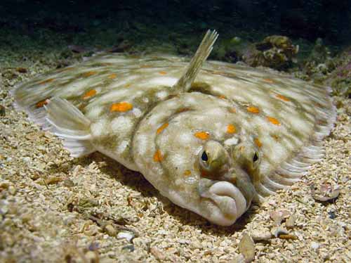 Ikan Sebelah / flatfish | INSPIRATOR