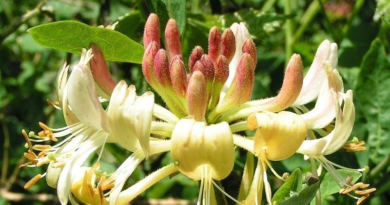 Jenis Bunga yang Sesuai Dengan Karakter Zodiak