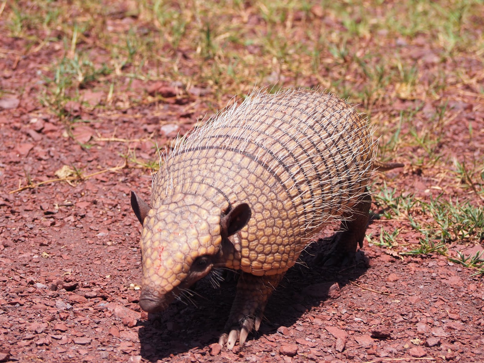 Nick's Adventures Bolivia Tours: The best Jungle experience in Bolivia