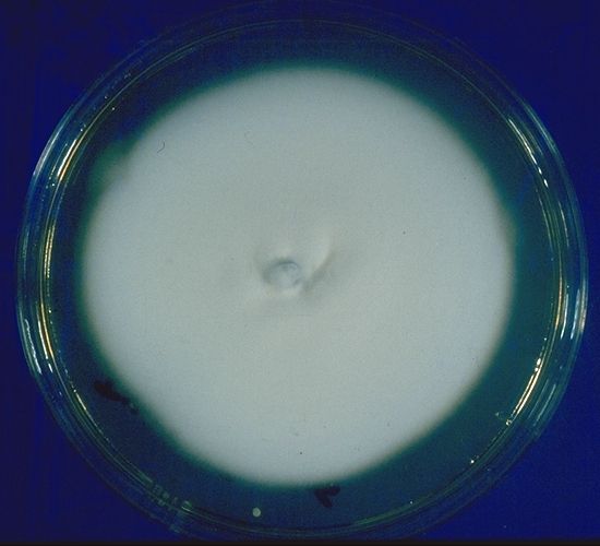 Microbiología y Epidemiología: Trichophyton rubrum. Trichophyton ...