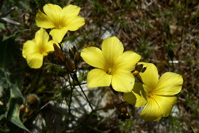 Wildflowers of Andalucia: March 2013