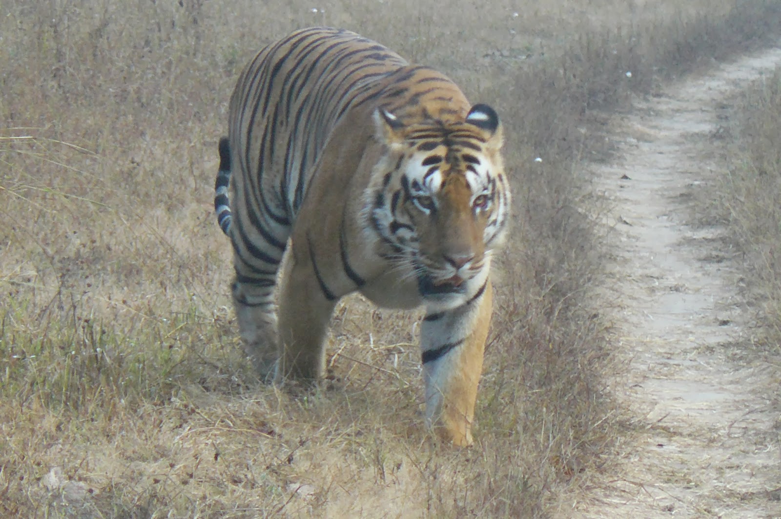B2 and Other Great Tiger Pics from India