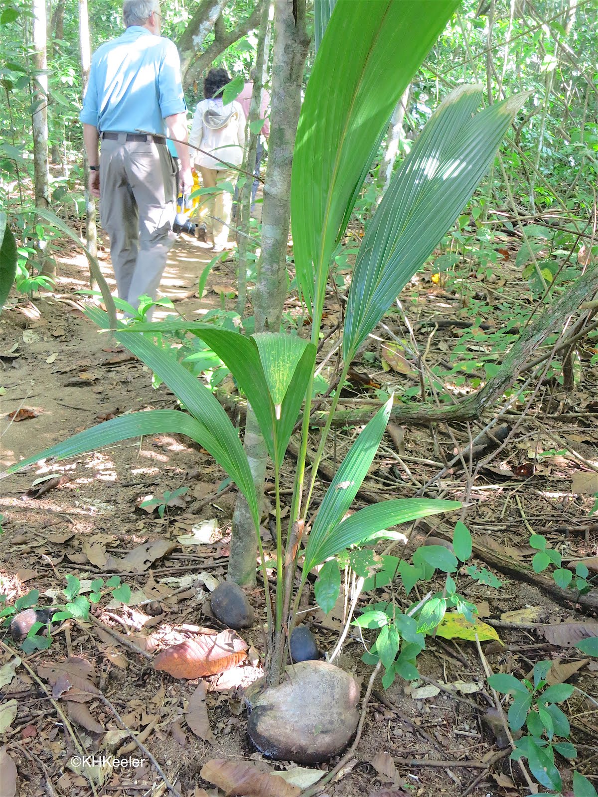 A Wandering Botanist: Playing Cupid for the Double Coconut
