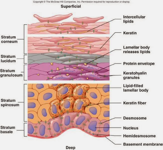 Yunian Sari: Sistem integumen