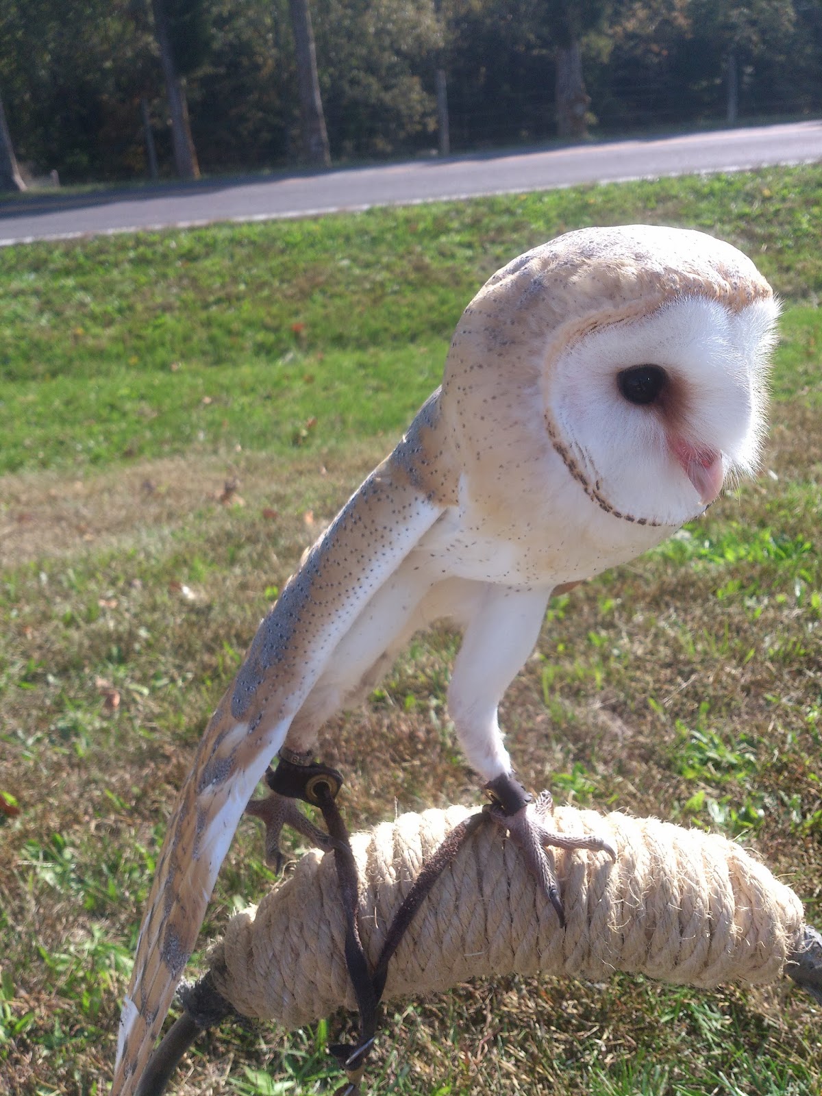 World Bird Sanctuary: Meet Barnaby