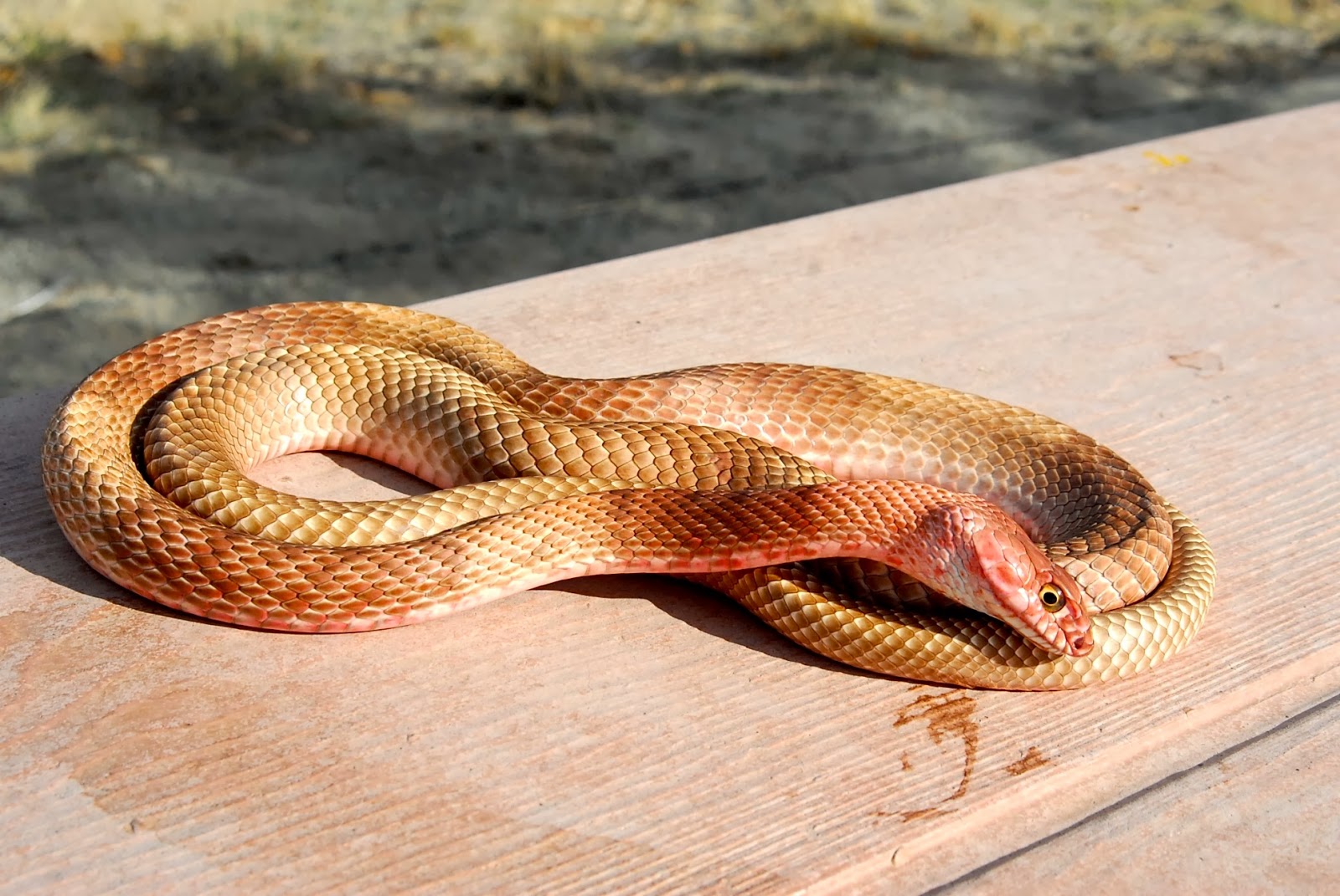 Running With Snakes: Coachwhip - A "How to" Video