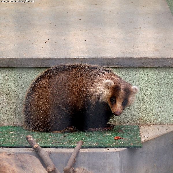 japanese red badger | Tejones, Animales