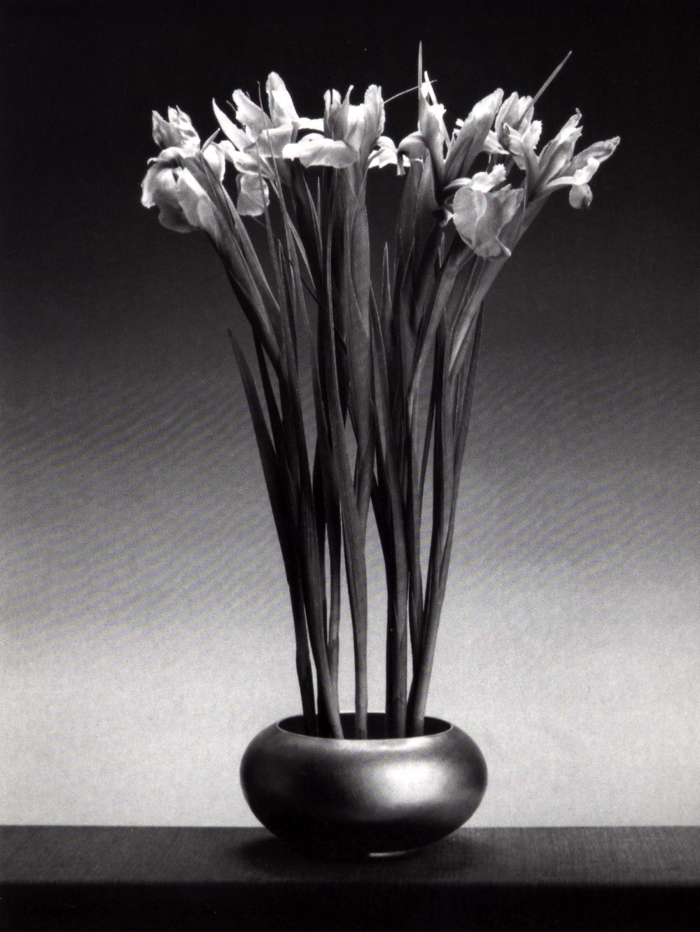 badinicreateam: FLOWERS / ROBERT MAPPLETHORPE
