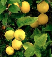 To takie ciekawe: Cytryna zwyczajna... owoc o wartości złota