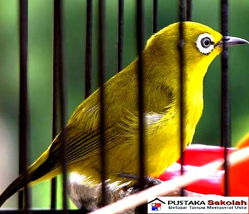 Om Hoby: Mengenal Burung Pleci