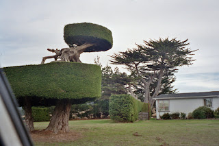 Comedy Plus: pictures of funny tree sayings.