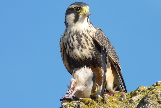 HISTORIAS ZOOLOGICAS: El HALCON APLOMADO (Falco femoralis) Y EL HIJO ...