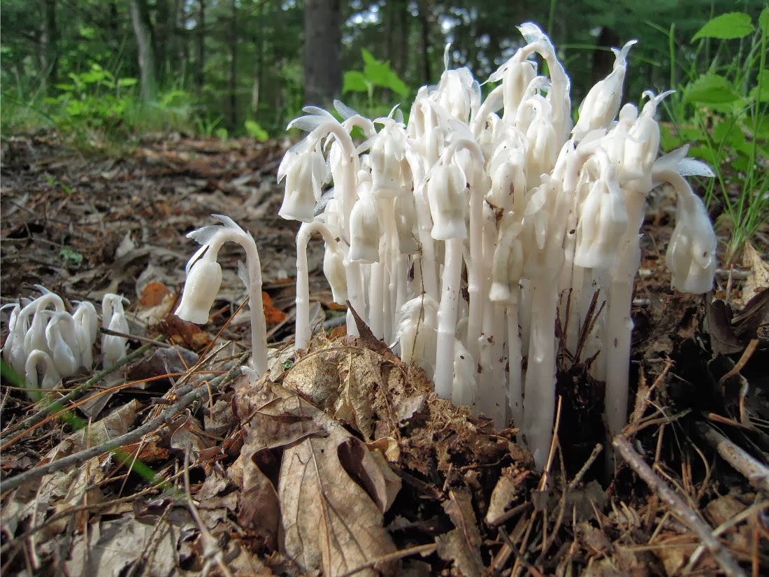 THE GHOST PLANT - Monotropa uniflora |The Garden of Eaden