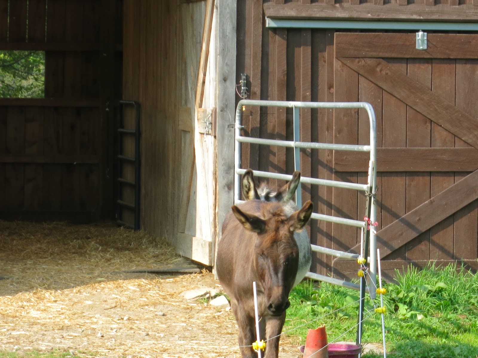The Dancing Donkey: Donkey Drill Team Practice