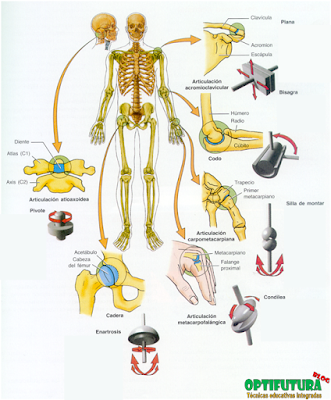 Tipos de articulaciones sinoviales [Anatomía] ~ Optifutura