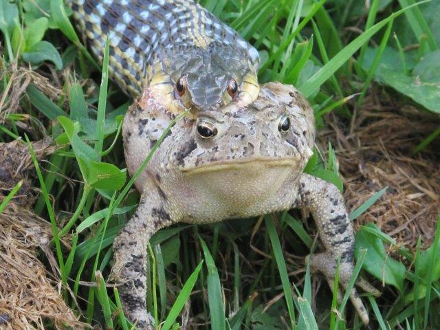 Garter Snake Eating Frog