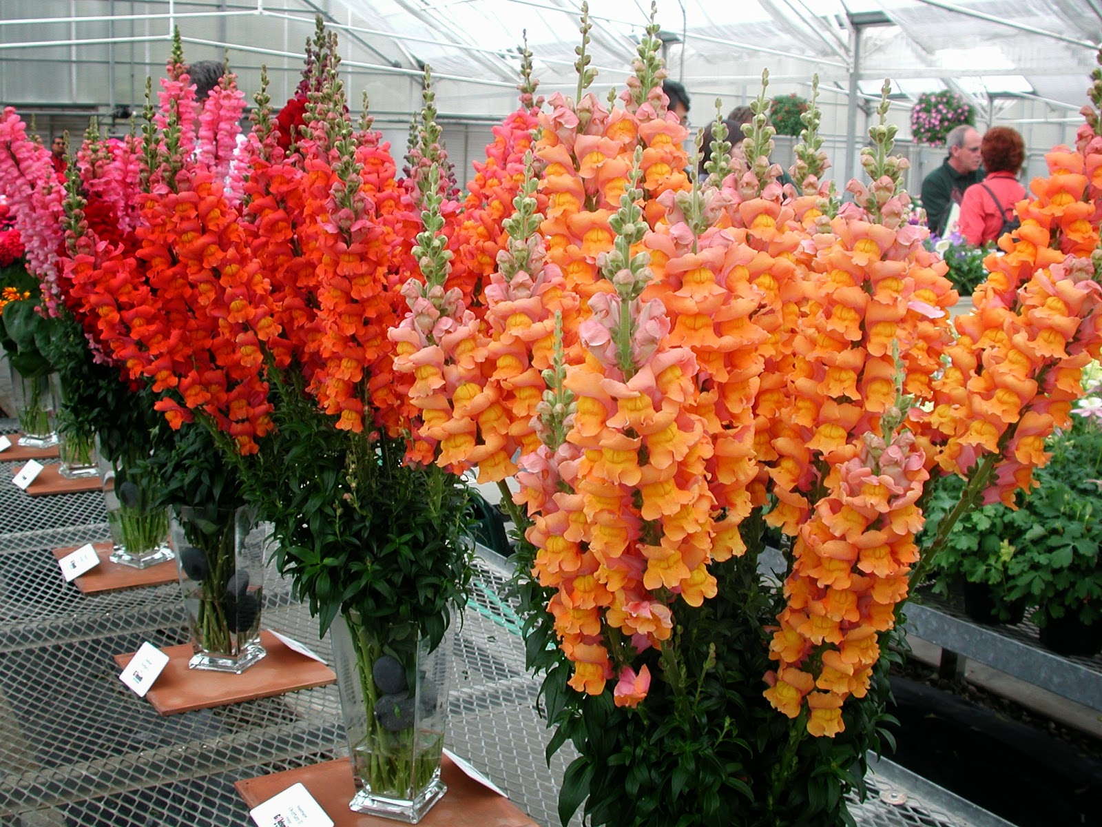 SNAPDRAGON FLOWER photos - wallpapers | the fun bank