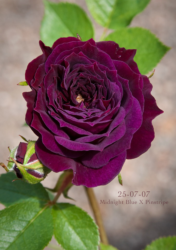 Paul Barden Roses: April 2011