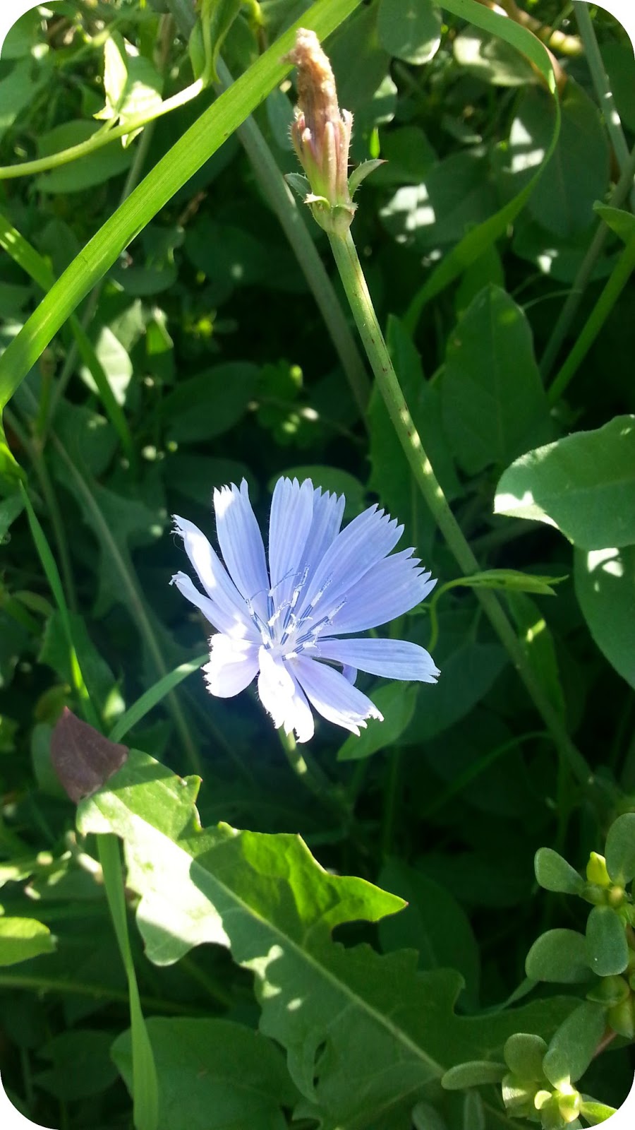 Блогът на елхичка: Цикория/синя жлъчка/синчец