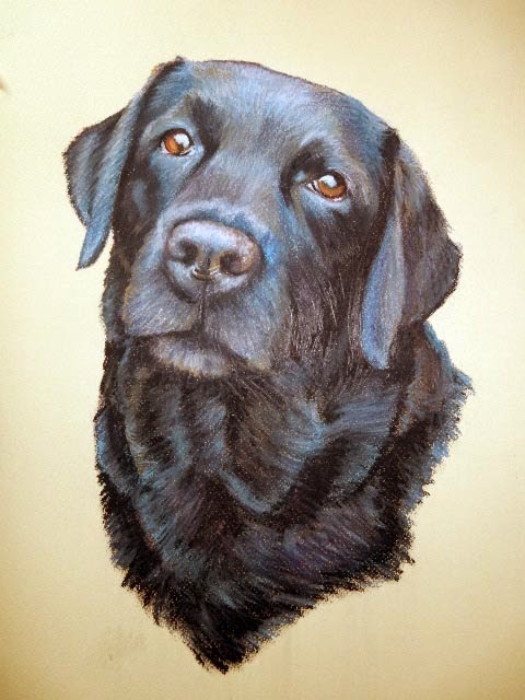 Kate Tugwell Portrait Artist: Another black Labrador but in pastel