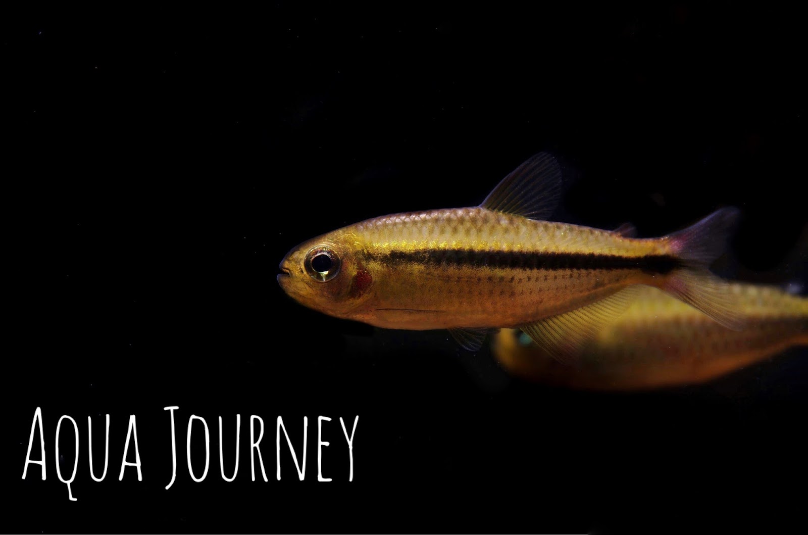 水族縱橫AquaJourney: 2018