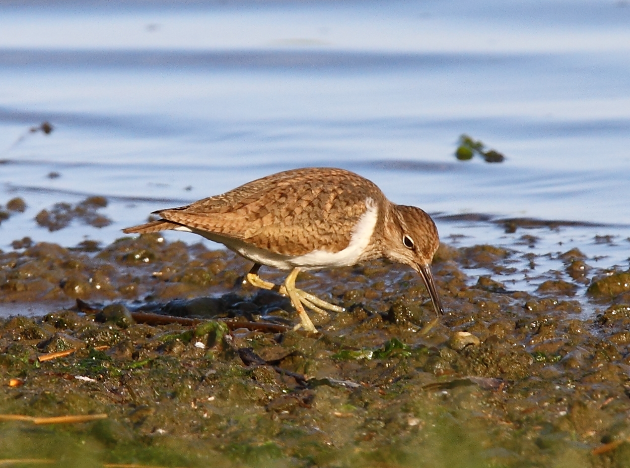 TT's Birding Blog: Common Sandpiper