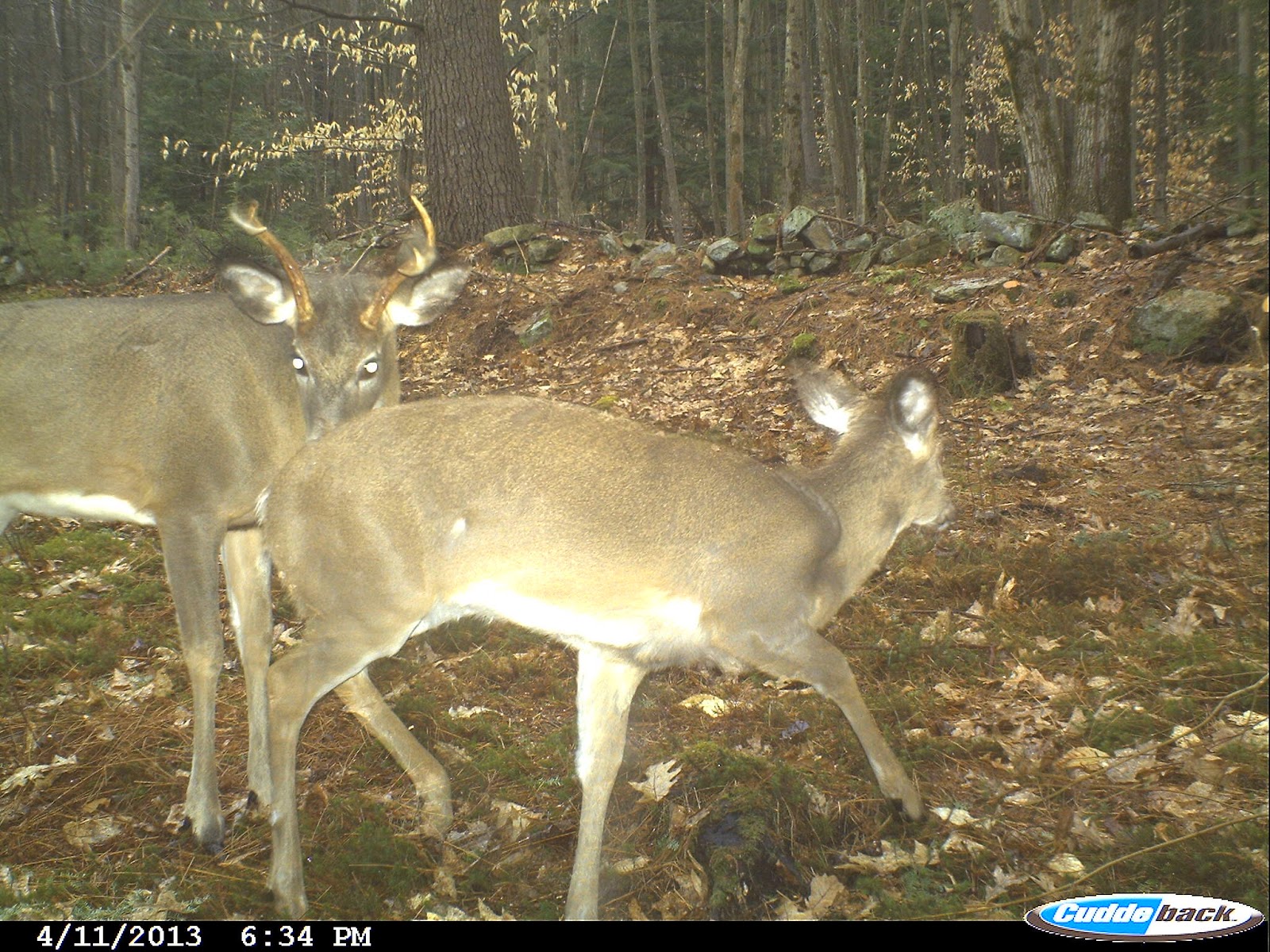 Long Ridge Deer Camp: Critters at Long Ridge Deer Camp