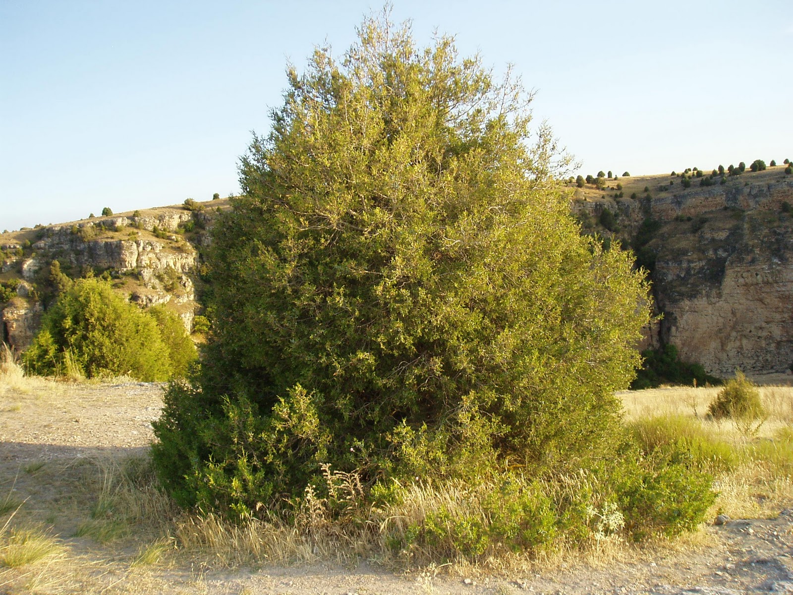ESPINO NEGRO: Rhamnus lycioides | Plantas rioMoros