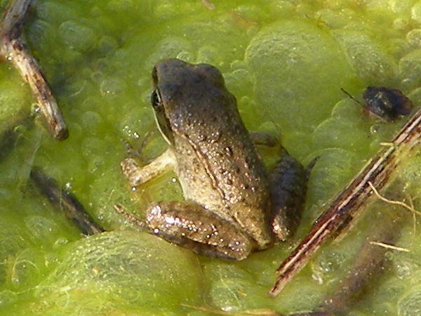 Blue Jay Barrens: Baby Wood Frogs
